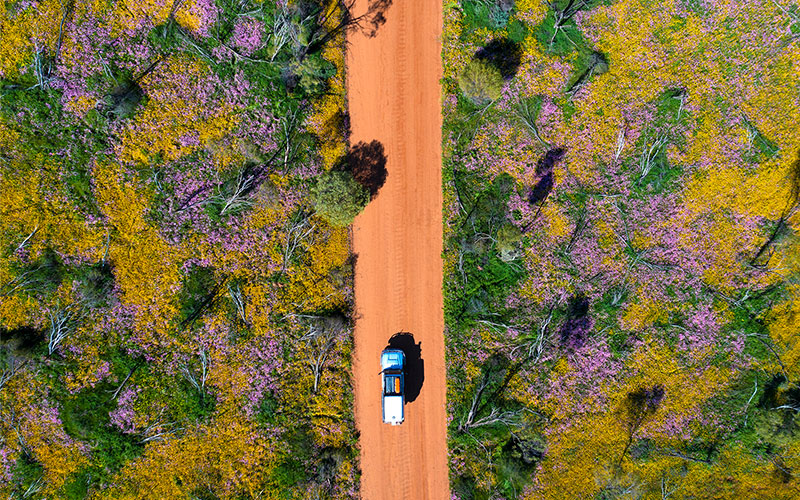 Find Wildflowers in WA: Season Hotspot List | Perth Airport