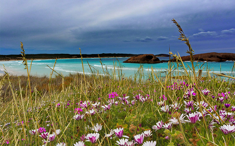 Find Wildflowers in WA: Season Hotspot List | Perth Airport