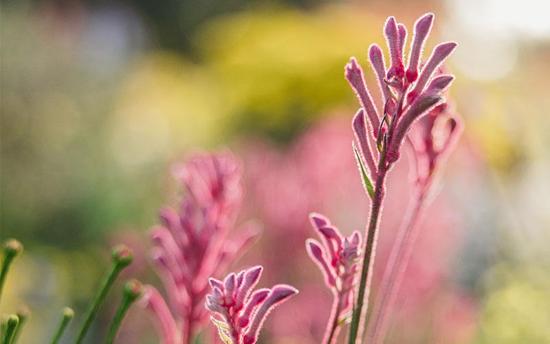 Find Wildflowers in WA: Season Hotspot List | Perth Airport