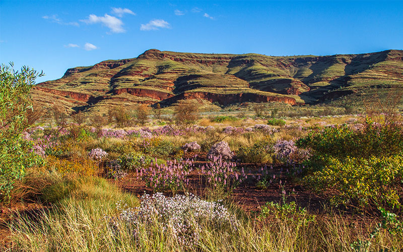 Find Wildflowers in WA: Season Hotspot List | Perth Airport